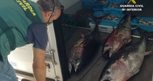 Illegal fishing for internationally protected blue fin tuna - News ...