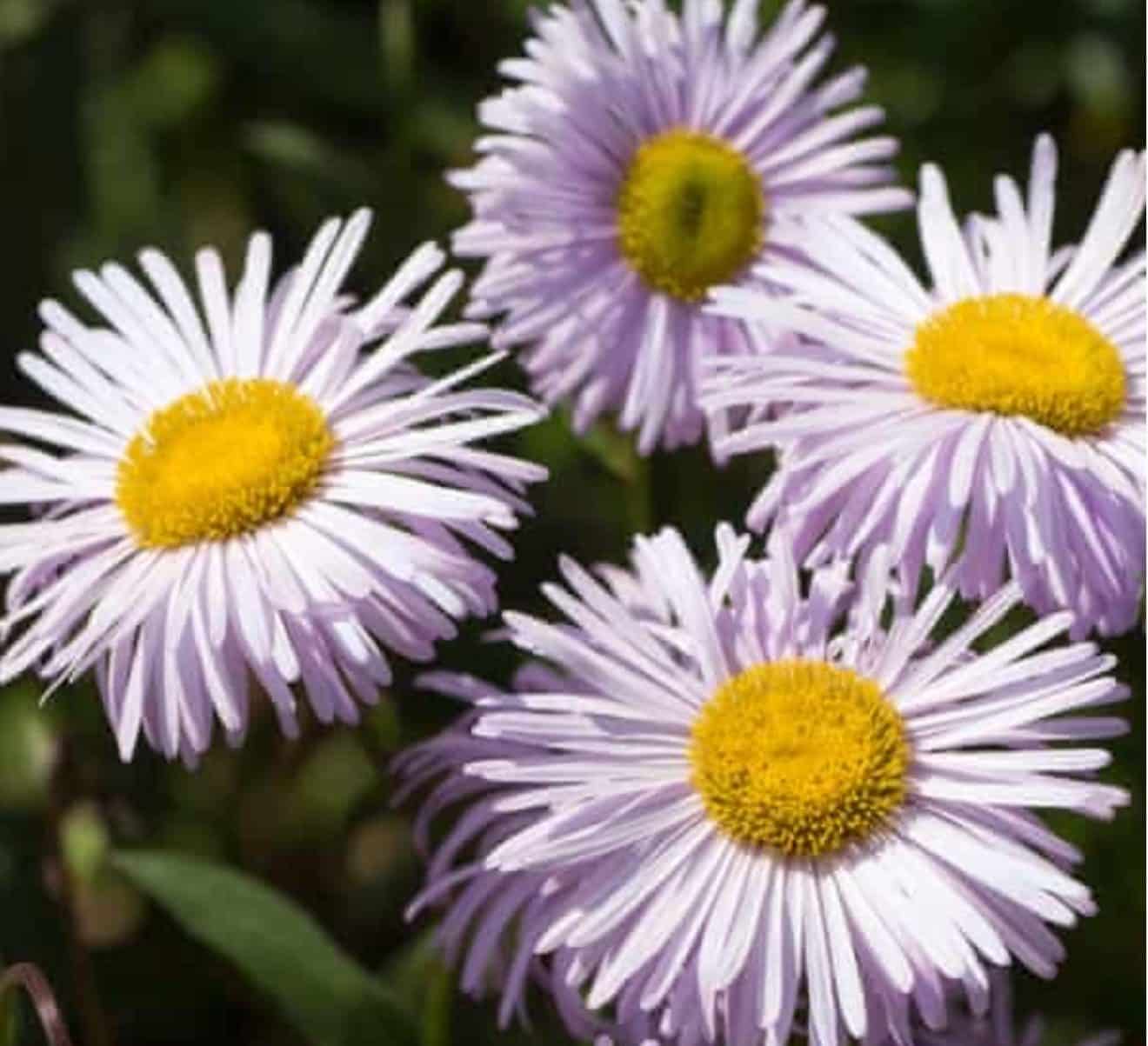 Garden Felix - Mexican fleabane flowers from Spring to Autumn - News ...