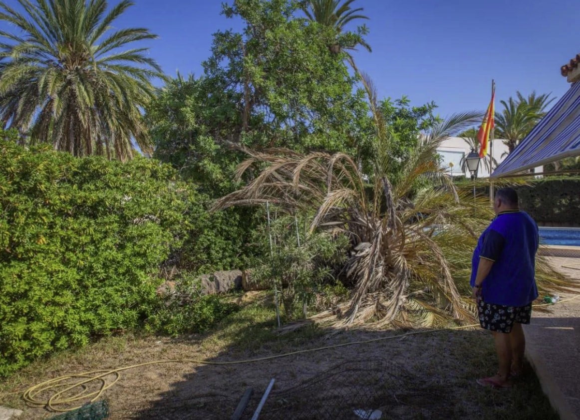 Palm tree collapses into Cabo Roig garden - News, Sport, Information ...